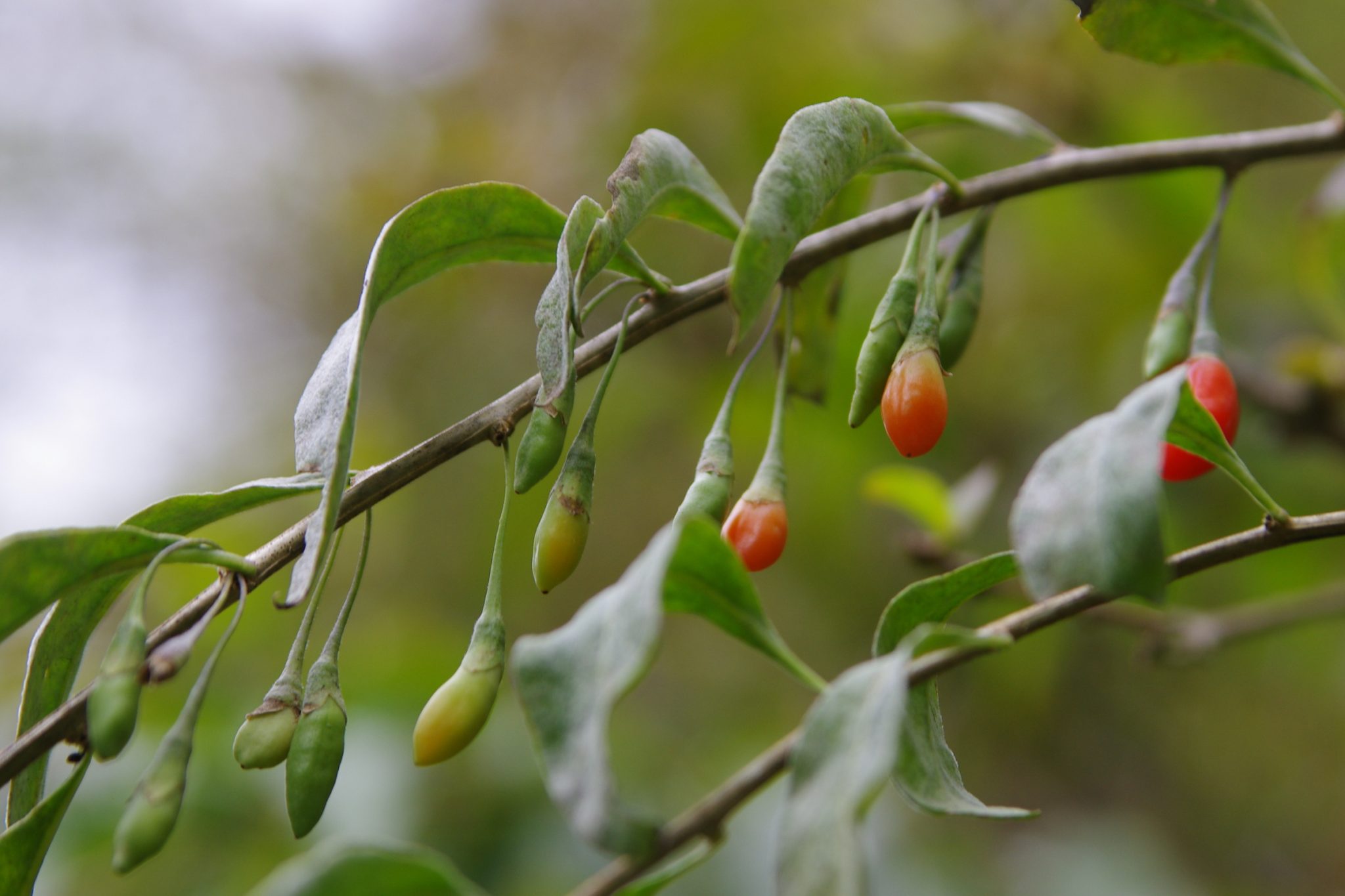 Goji - Pépinière Med