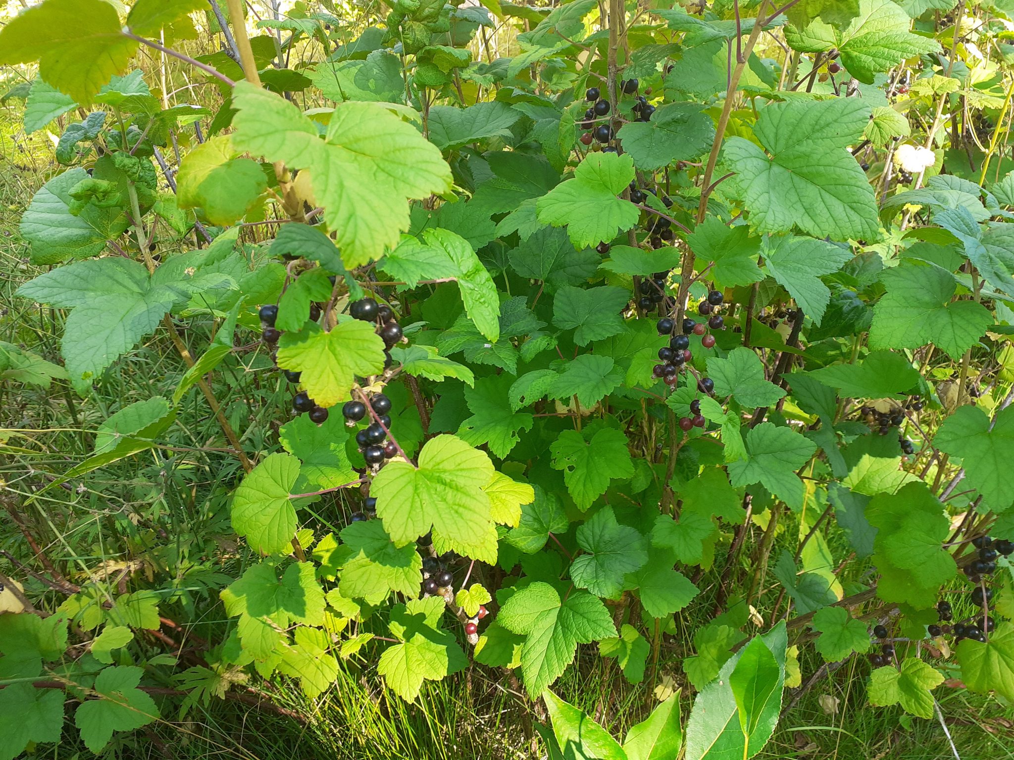 Cassissier - Pépinière Med