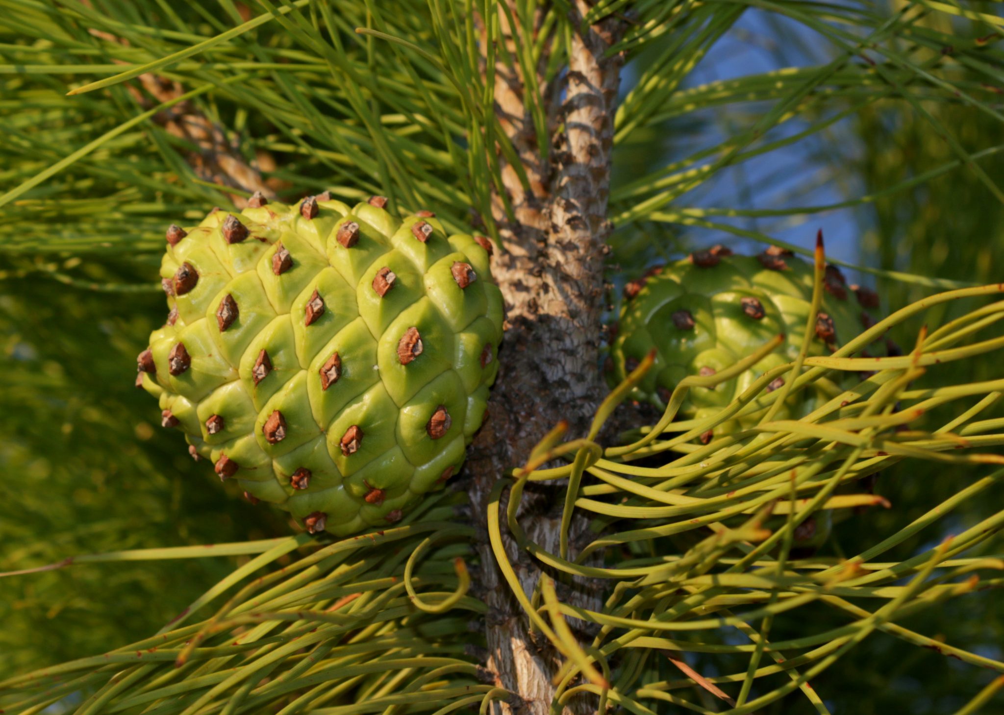 Pin pignon - Pépinière Med