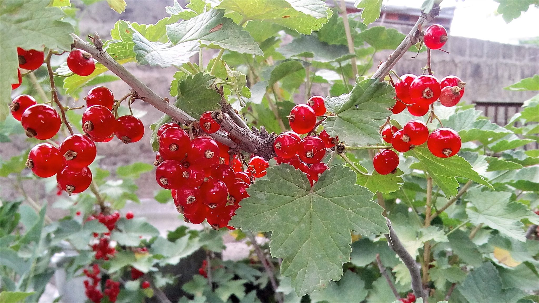 Groseillier à grappes - Pépinière Med