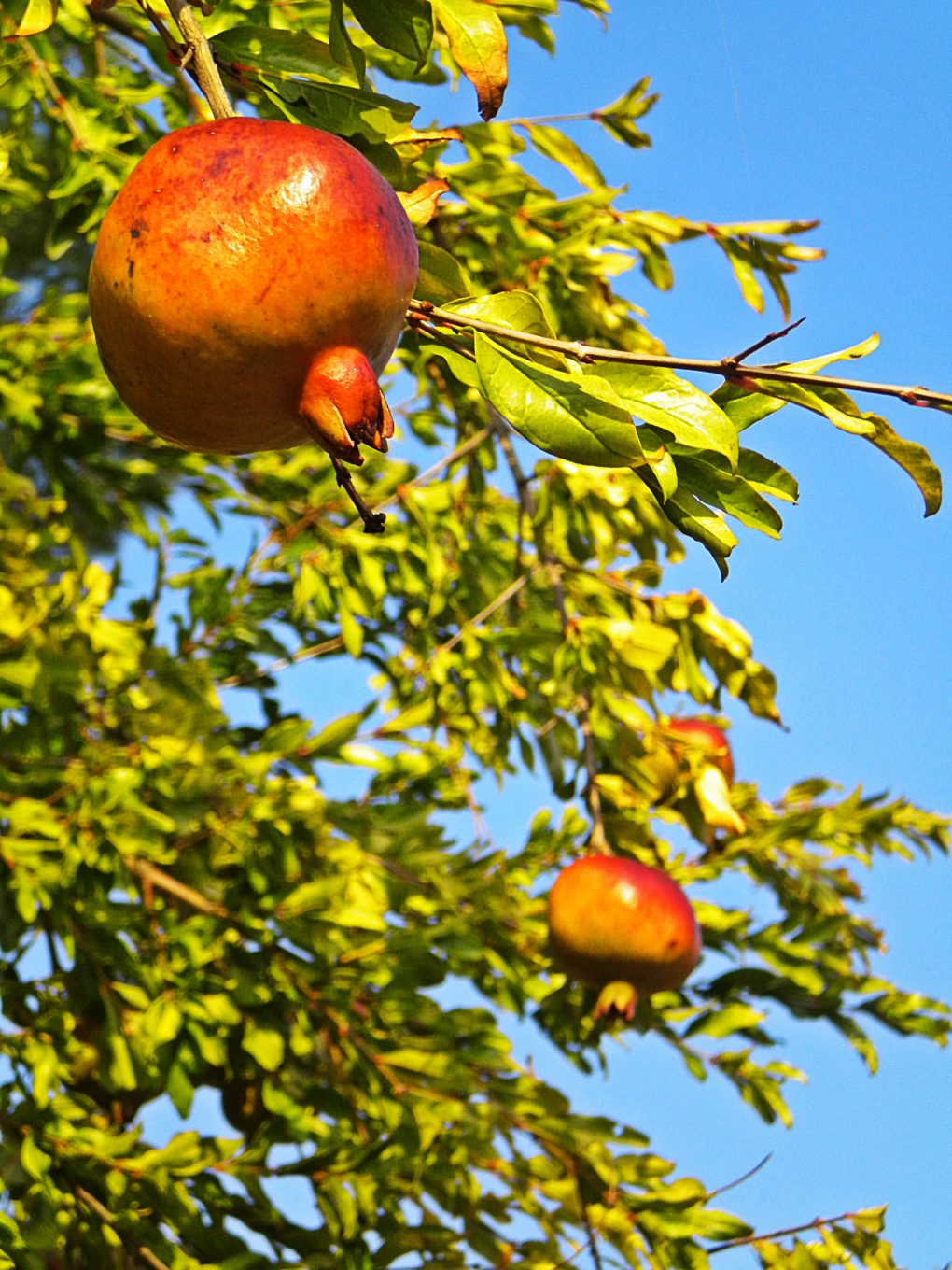 Grenadier - Pépinière Med