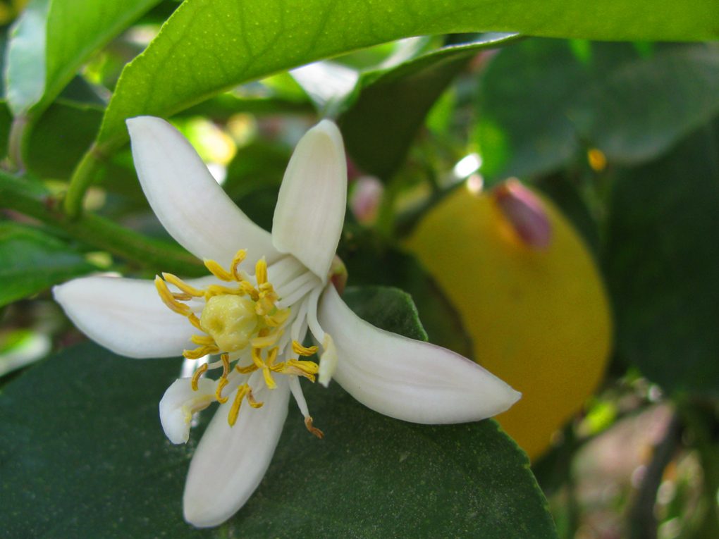 Citronnier des 4 saisons - Pépinière Med