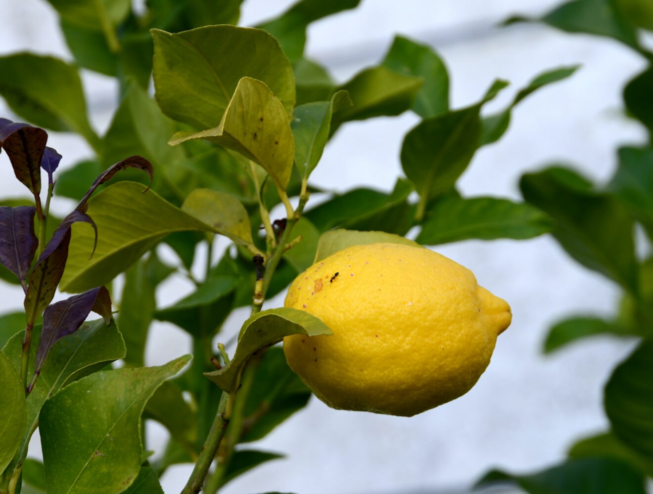 Citron jaune de Pézenas - Pépinière Med