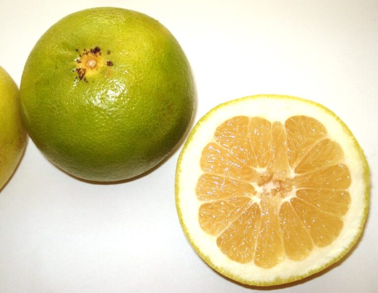 Pomelo ou Pamplemousse à chair Jaune - Pépinière Med